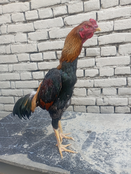 Xurozni tozasi sotiladi
