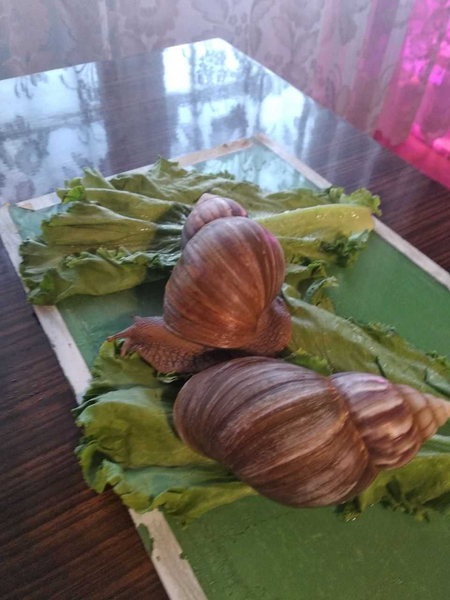 сухопутные улитки ахатина