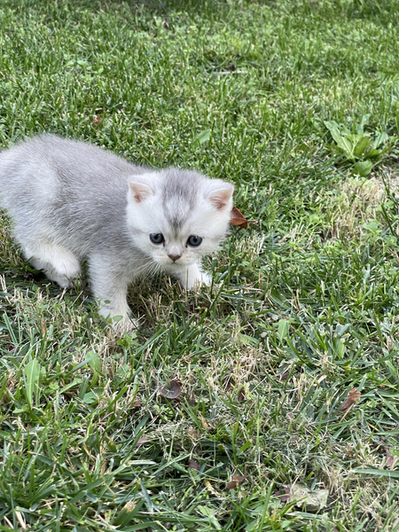 Котята порода шиншилл