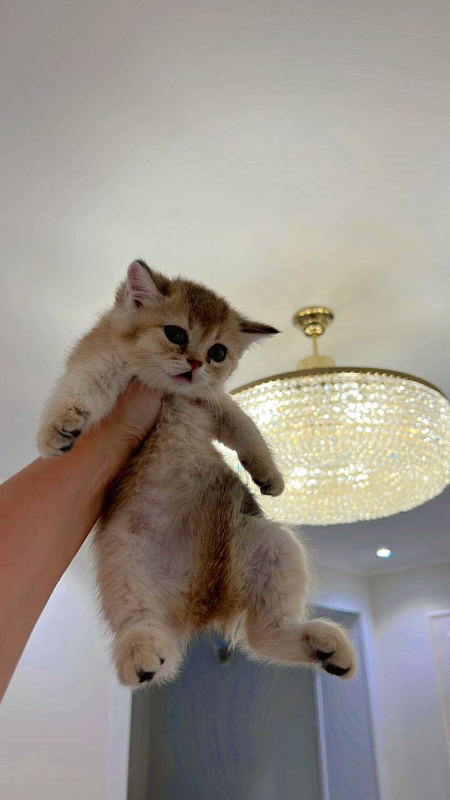Продаётся котёнок  золотая шиншилла