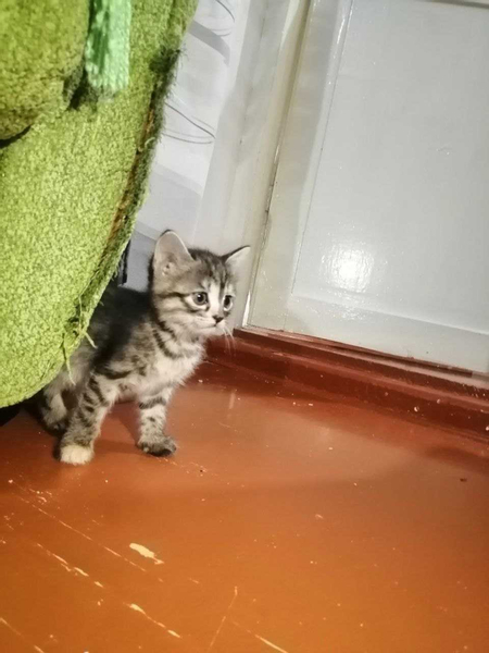 Отдам котят бесплатно