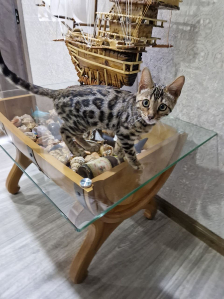 Продантся кошка срочно