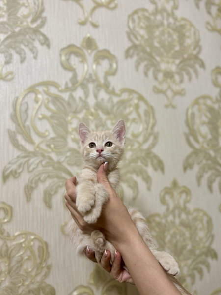 Отдадим котят в хорошие руки