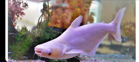 Akvarium va baliqlar dokoni