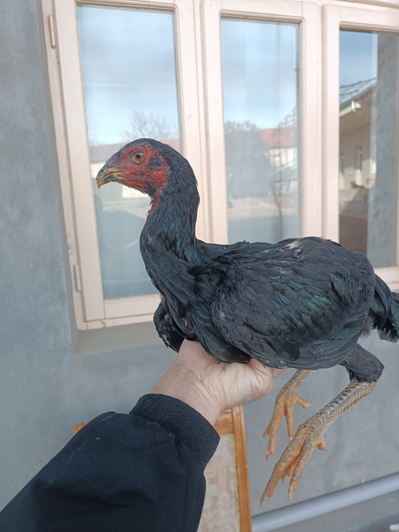 Dakan tovuq sotiladi