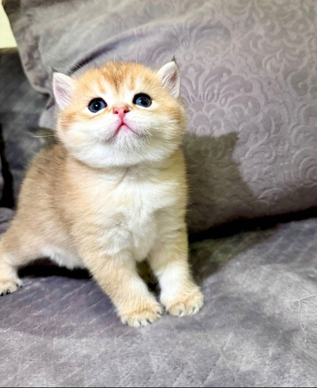 Котята с родословной. Скоттиш- страйт
