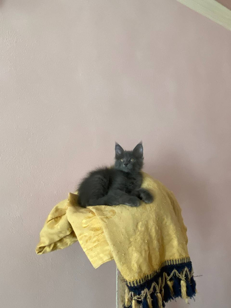 Котята Мейн Кун 2 месяца