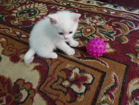 Продаются котята
