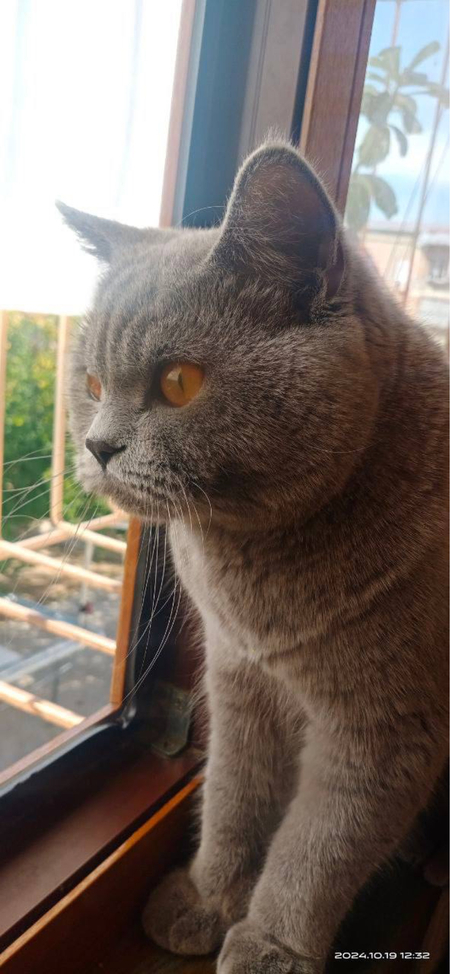Вязка скоттиш страйт