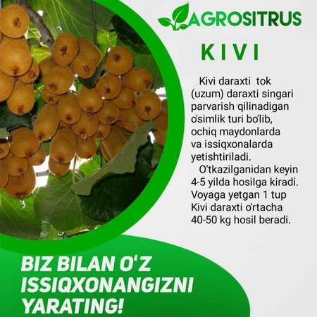 Sovuq urmagan sitrus koʻchatlar