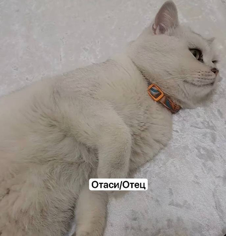 Mushukcha Котенок.