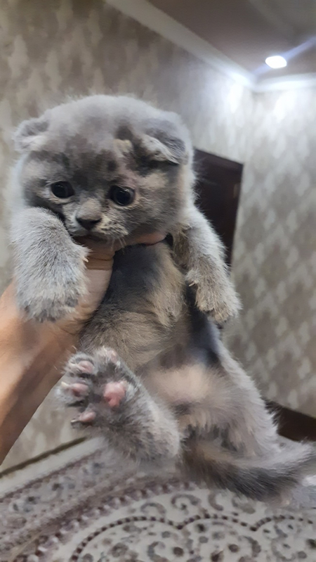 Продаётся семейный кошки