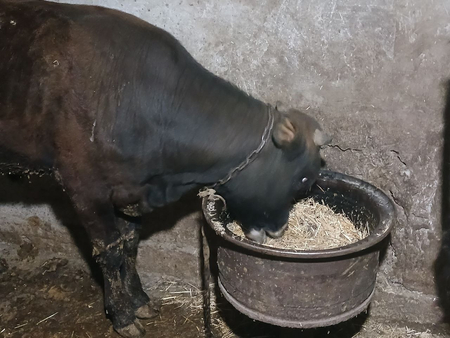 Buqalar sotiladi..$$