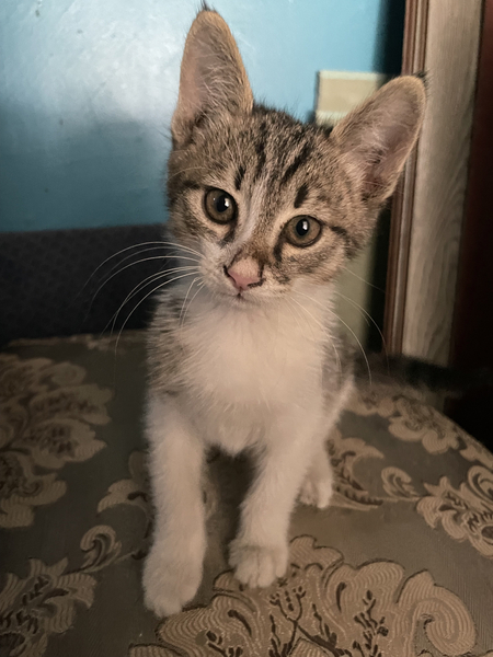 Котенок ищет дом