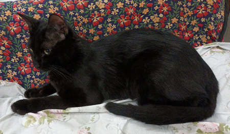Отдадим котят в добрые руки!