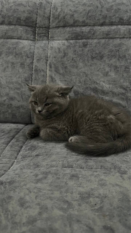 scottish fold