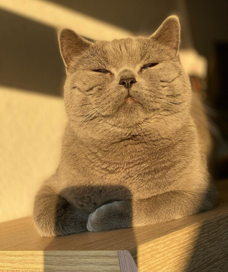Вязка Кот Скотиш страйт