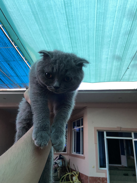 Скоттиш фолд