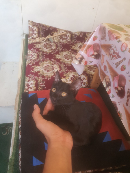 Отдам котёнка в хорошие руки