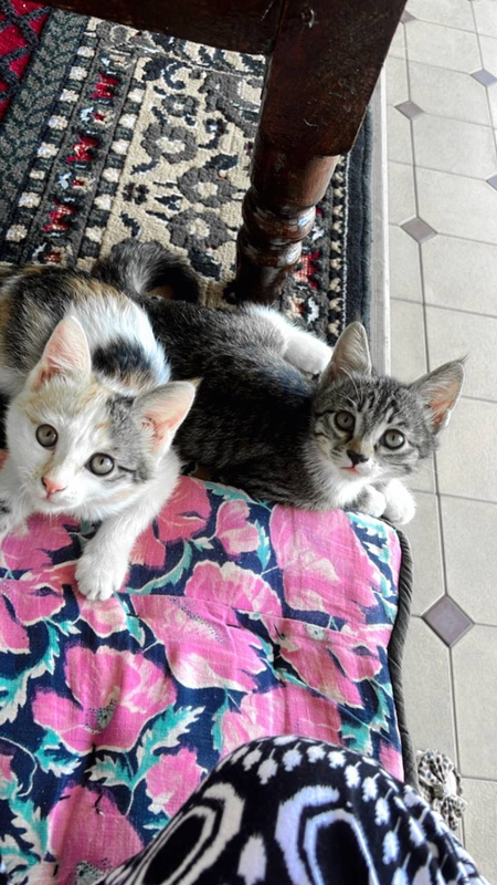 Котята, мушук болалари