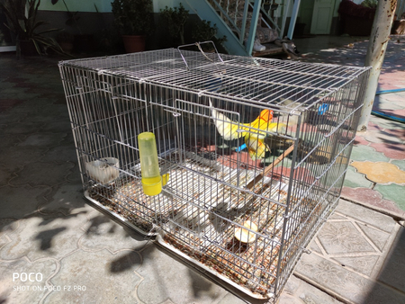 Fisher неразлучники папугай toti