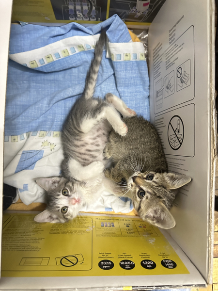 Отдам котят в добрый руки, с ненавязчивым отслеживпнием судьбы.