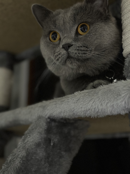 Вязка Скотиш Страйт