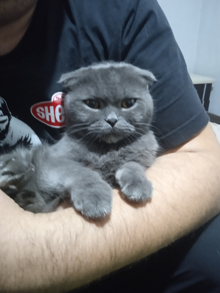 Zotli mushuk sotiladi