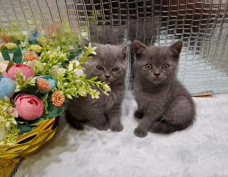 Британские котята отправильной  вязки ЧИТАЙТЕ ОПИСАНИЕ!!!