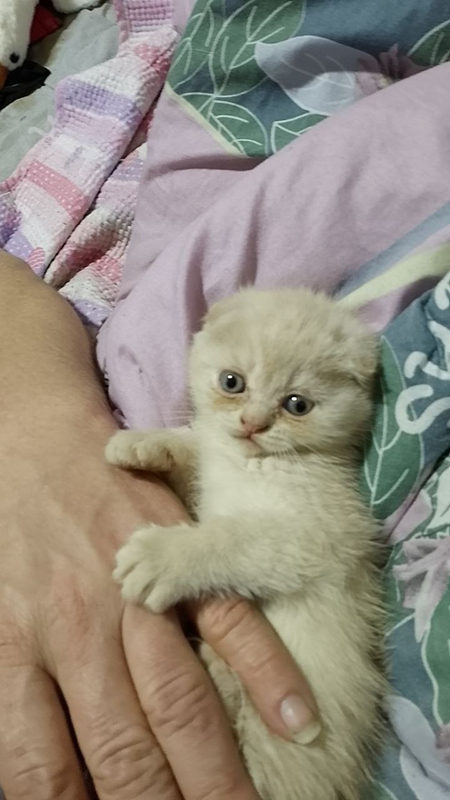 Продам котят скоттиш фолд и страйт