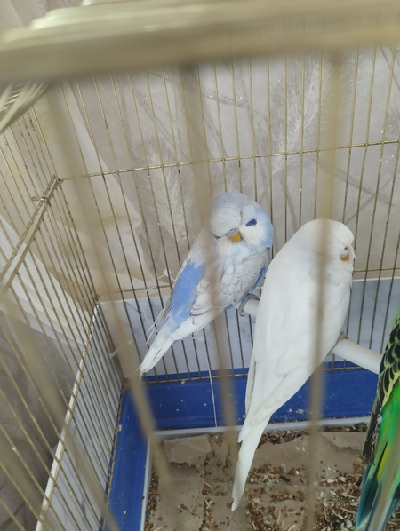 Попугайчики Волнистые андулка