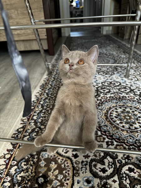 Британские котята