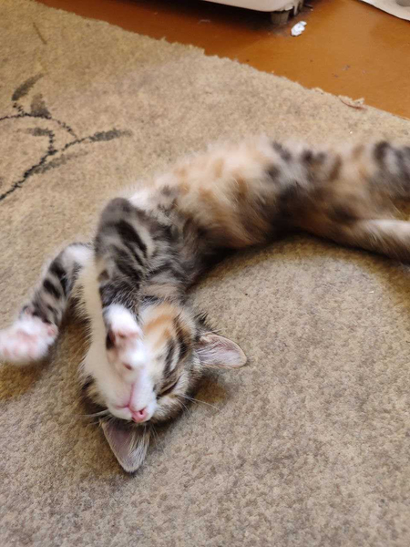 Домашний котёнок