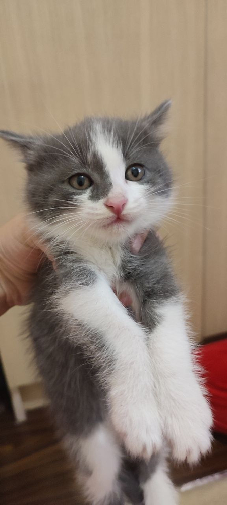 3 кота продаётся