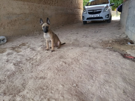 Бельгийский авчарка