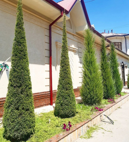 Archa kòchatlari
