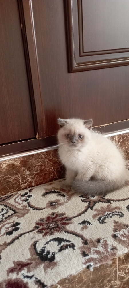 Тоза зотли мушук сотилади
