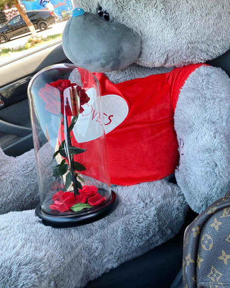 Teddy va yumshoq oʻyinchoqlar
