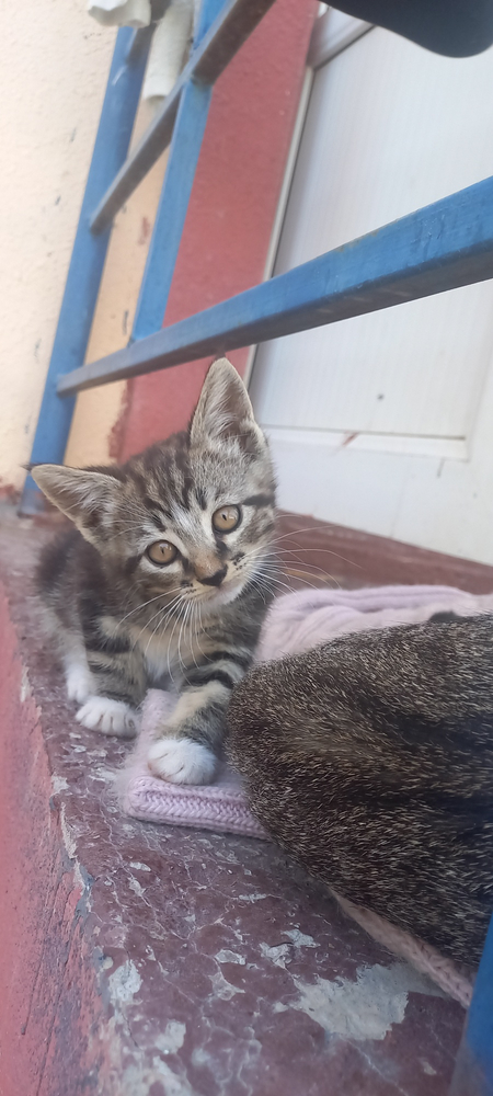 Отдам котят в хорошие руки