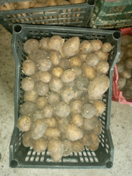 Qizil va qora(natasha) kartoshka urug'lari sotiladi