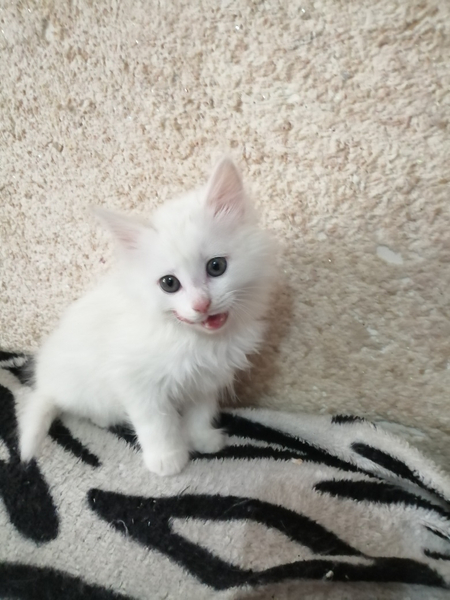 Продаётся котёнок