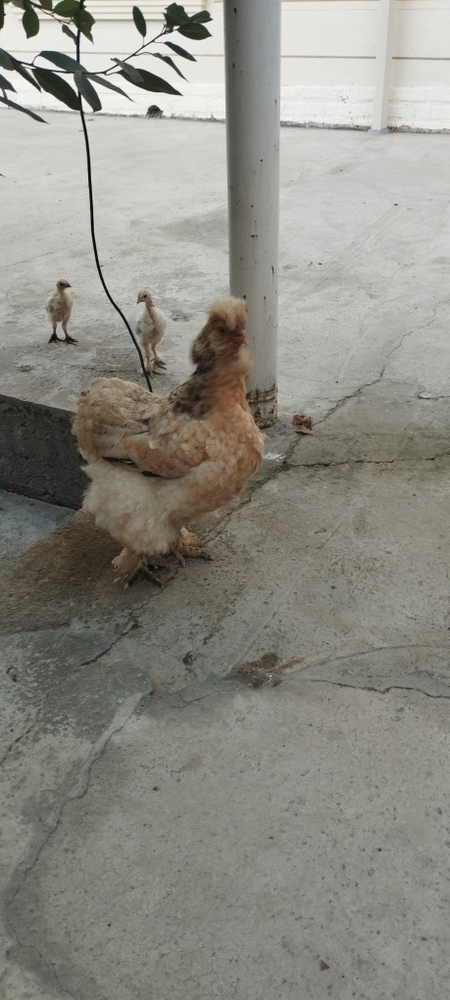 Товук жужаси билан