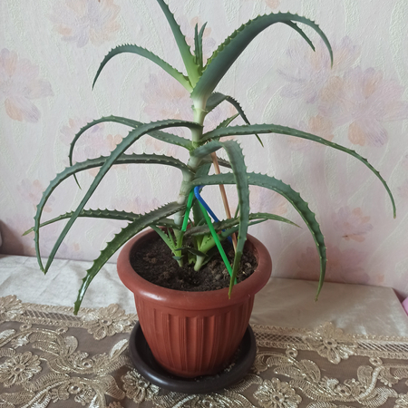 Комнатное и целебное растение .Алое в горшках
