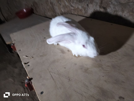 Velikan va Kaliforniya quyonlari Sotiladi !!!