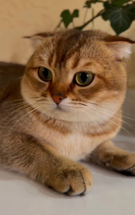 Продается кот скоттиш фолд