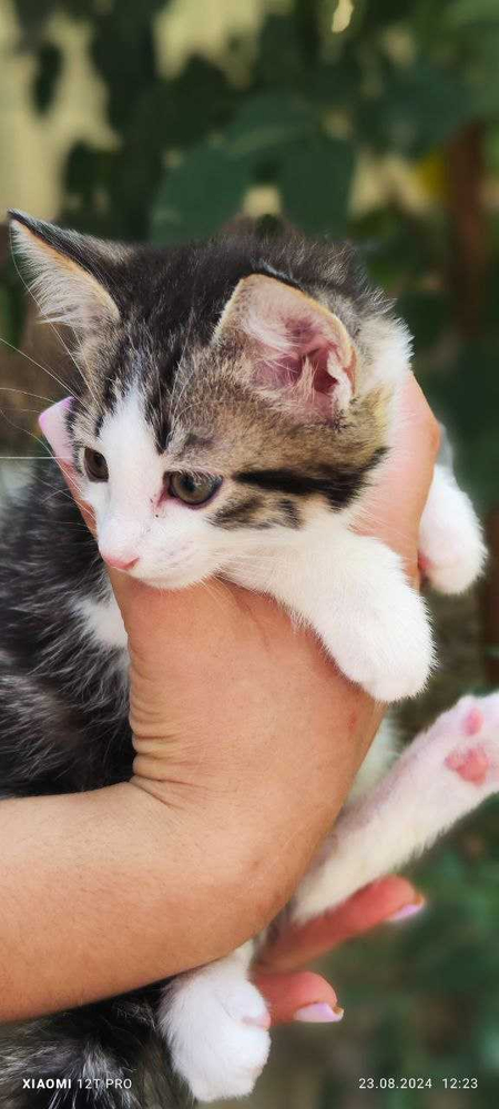 Котёнок, мальчик, 2 месяца