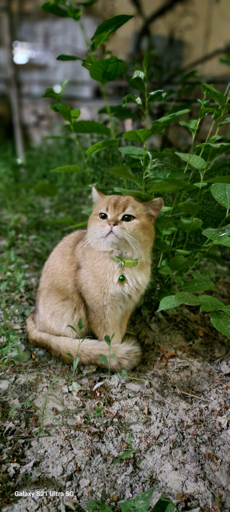 Shenshila vyazka