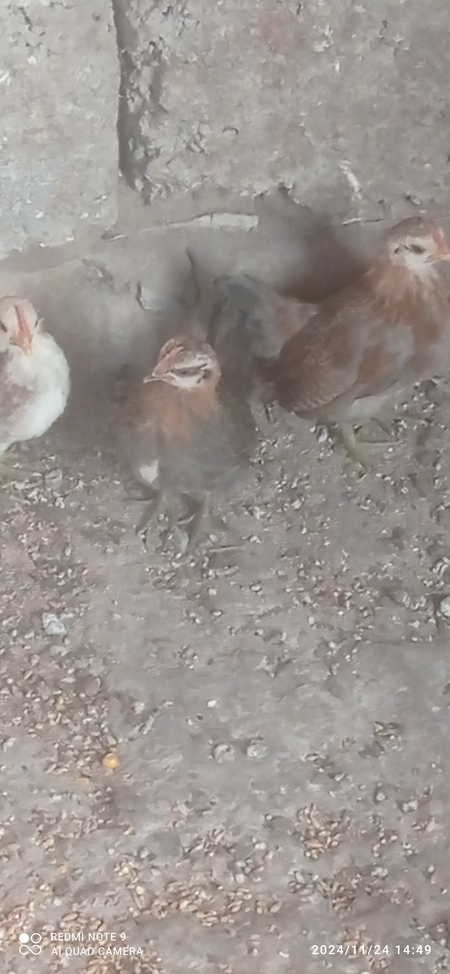 Продаются цеплята породы серама