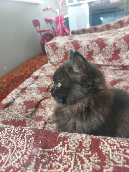 Кошечка бесплатно