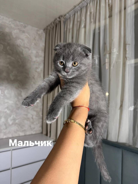 Котята скоттиш фолд